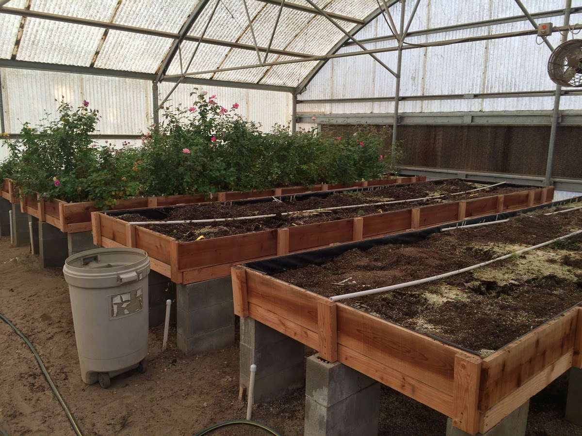 Rose Hybridizing: Last Blooms of the Year 2014