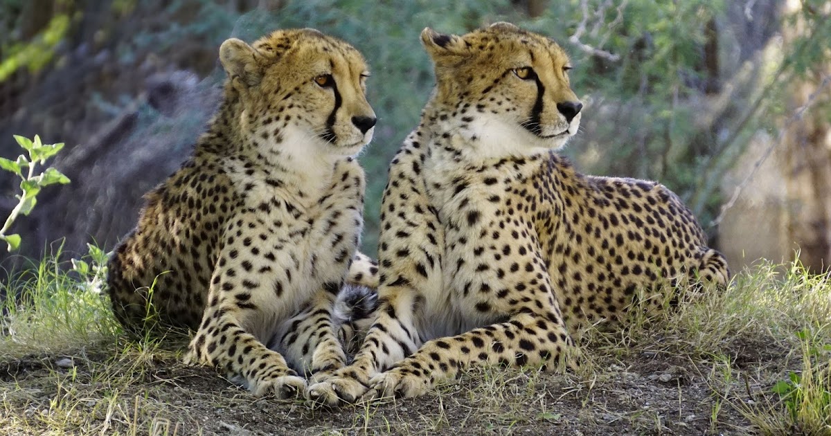 Interesting Facts About Cheetah Cheetah Facts Facts Station interesting-facts-about-cheetah-cheetah-facts-facts-station
