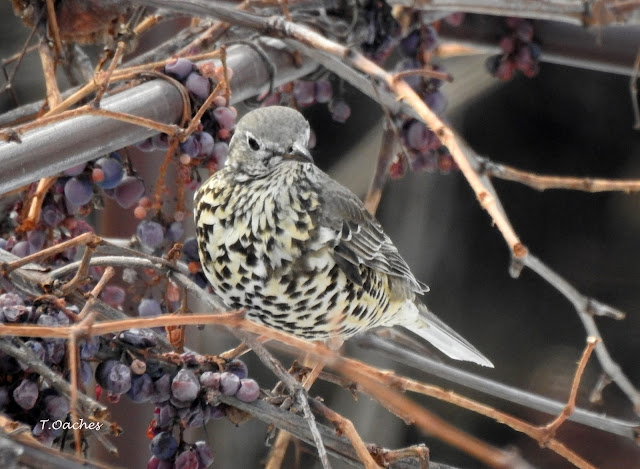 PASARI DIN ROMANIA: STURZ DE VASC, Turdus viscivorus
