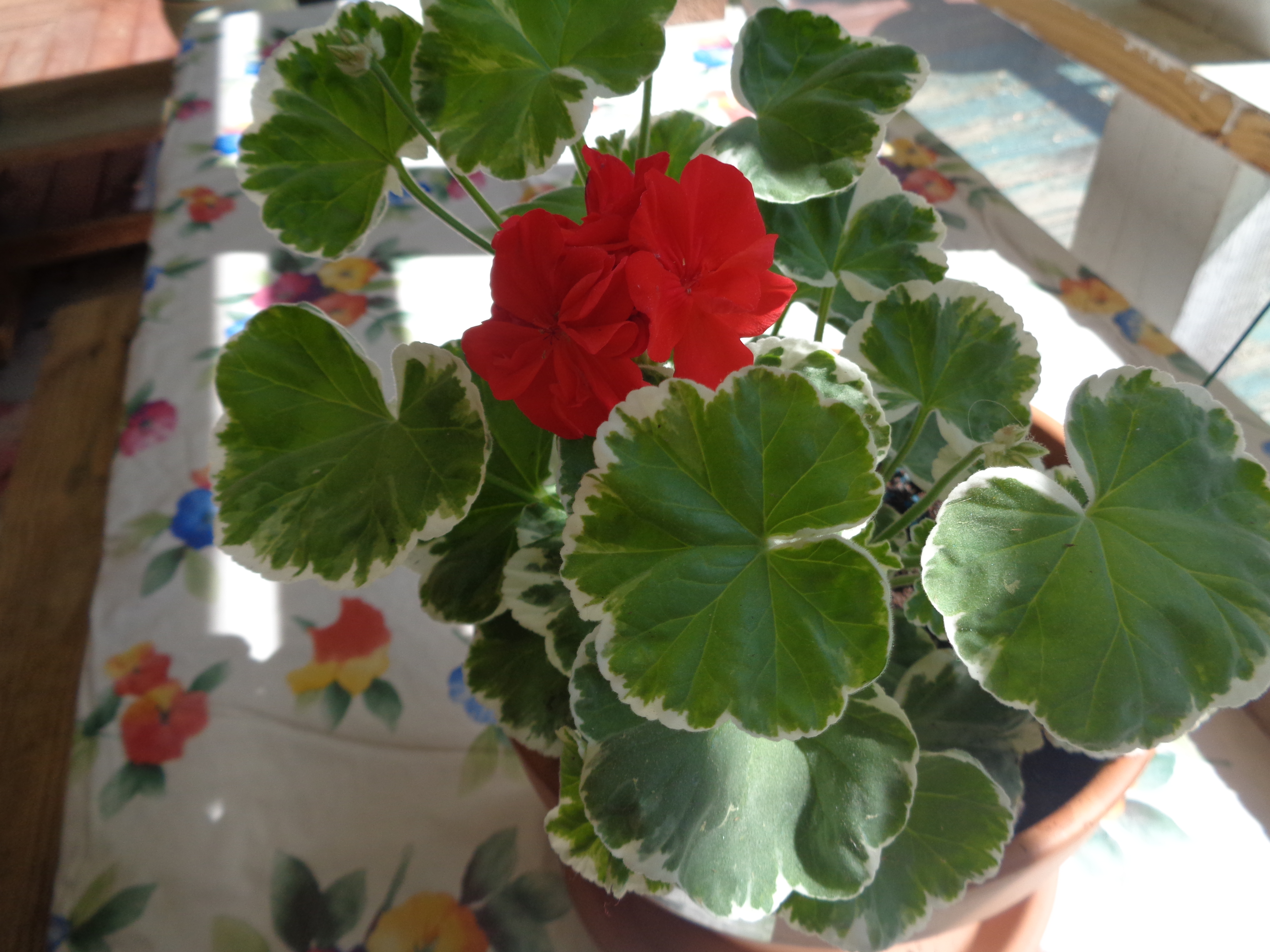 Ephemeral Whimsy: Geranium (Wilhelm Langguth) ~~ April 2021