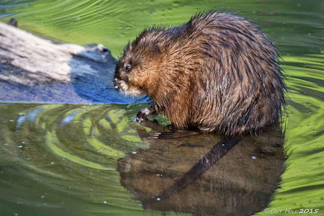 Country Captures: Muskrats: A Glimpse into Their World