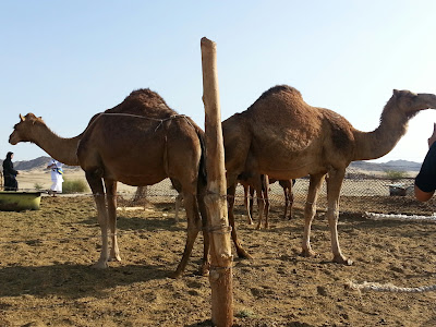 Wanita dan Islam: Umrah Part 11: Ladang Ternakan Unta Hudaibiyah
