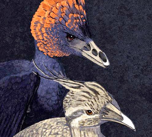 PALAEOBLOG: New Dino-Birds: How the Beak Evolved