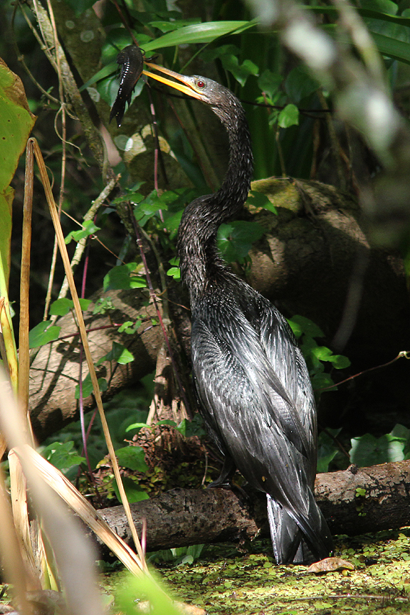 The Rambling Wren: Birds of the Corkscrew Swamp Sanctuary