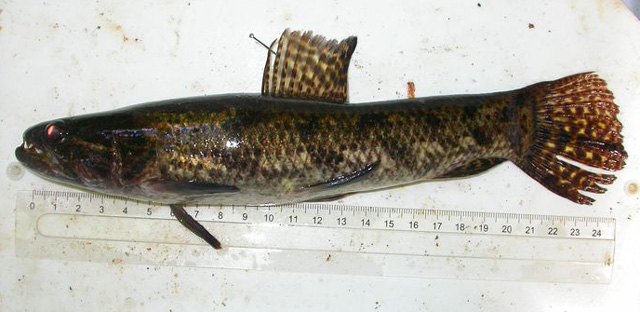 Artes de Pesca: VAMOS A PESCAR TARARIRA