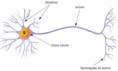 Papo Científico: Neurônios
