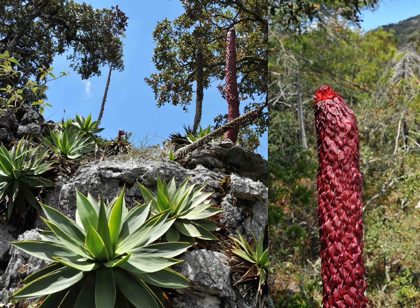 Species New to Science: [Botany • 2020] Agave muxii & Yucca pinicola ...