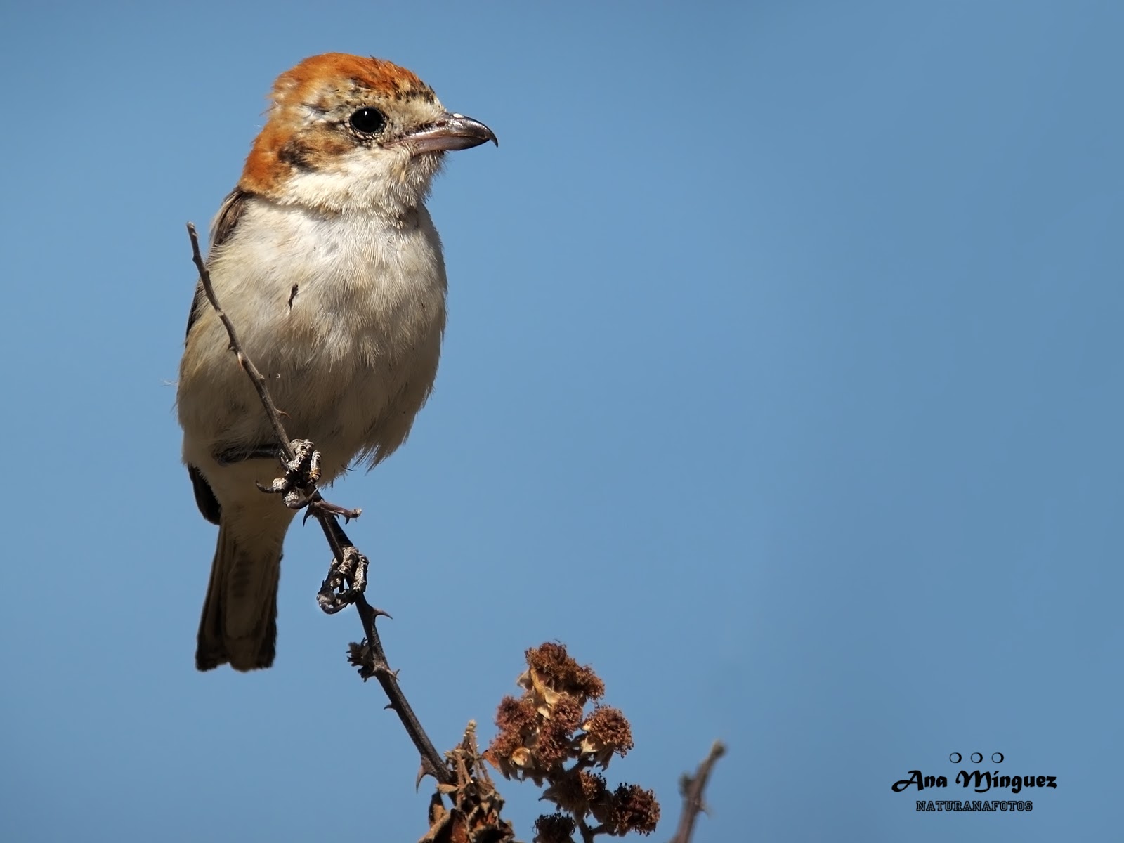 NATURANAFOTOS: Alcaudón común/ Woodchat shrike