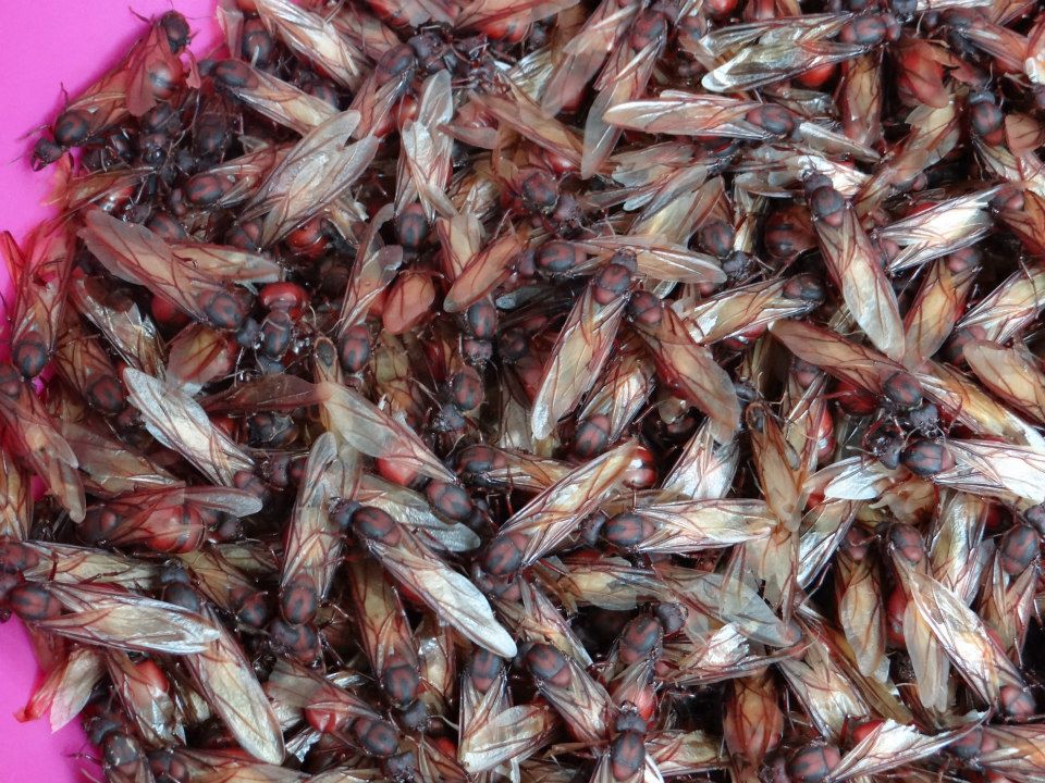 CONOCIENDO A SANTANDER : HORMIGAS CULONAS