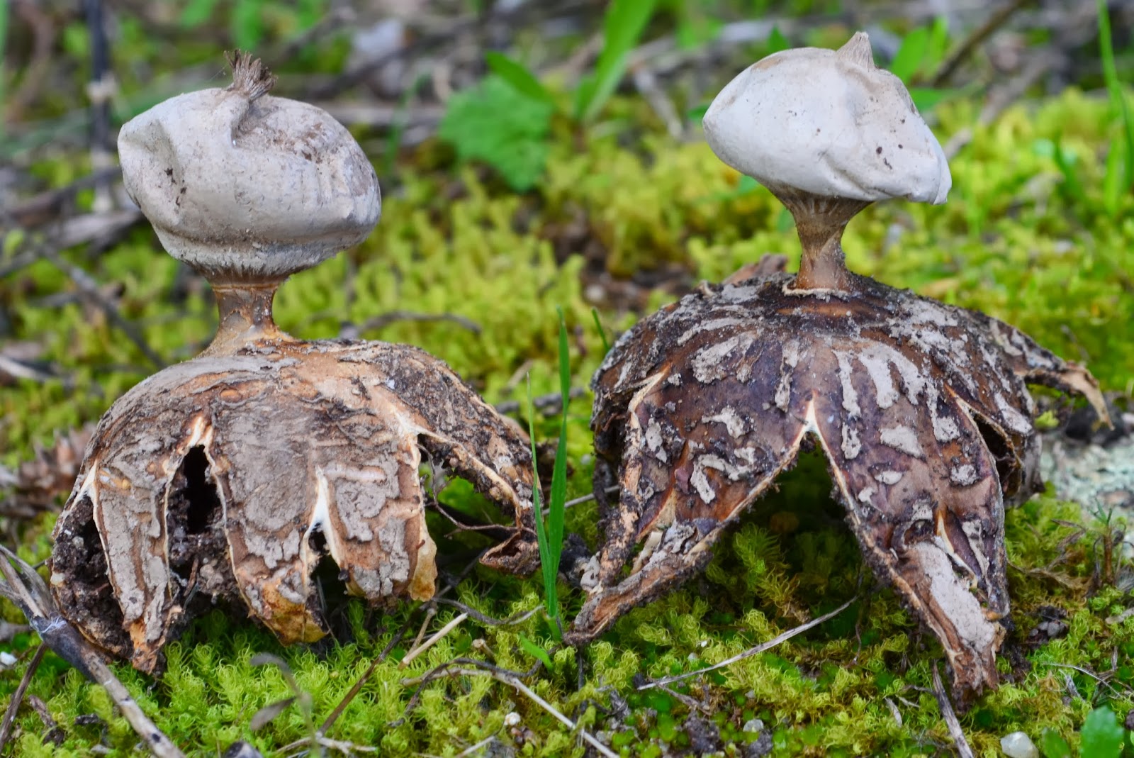 Setas Extremadura : Geastrum Striatum