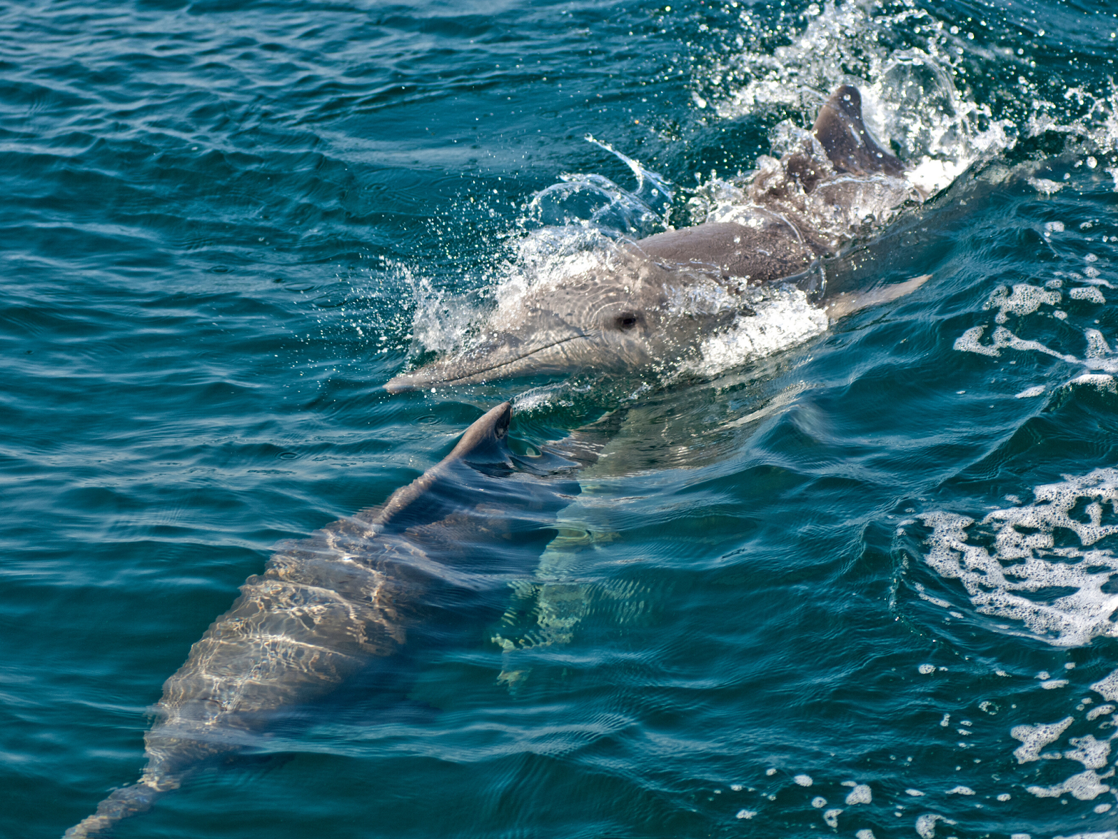 ARCHEA BOTTLENOSE DOLPHINS archea-bottlenose-dolphins