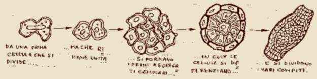 Geo Mestrepedia: PERÍODO PRÉ CAMBRIANO