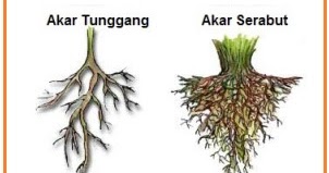 Materi IPA SD Bagian-Bagian Tumbuhan dan Fungsinya: Bagian-Bagian ...