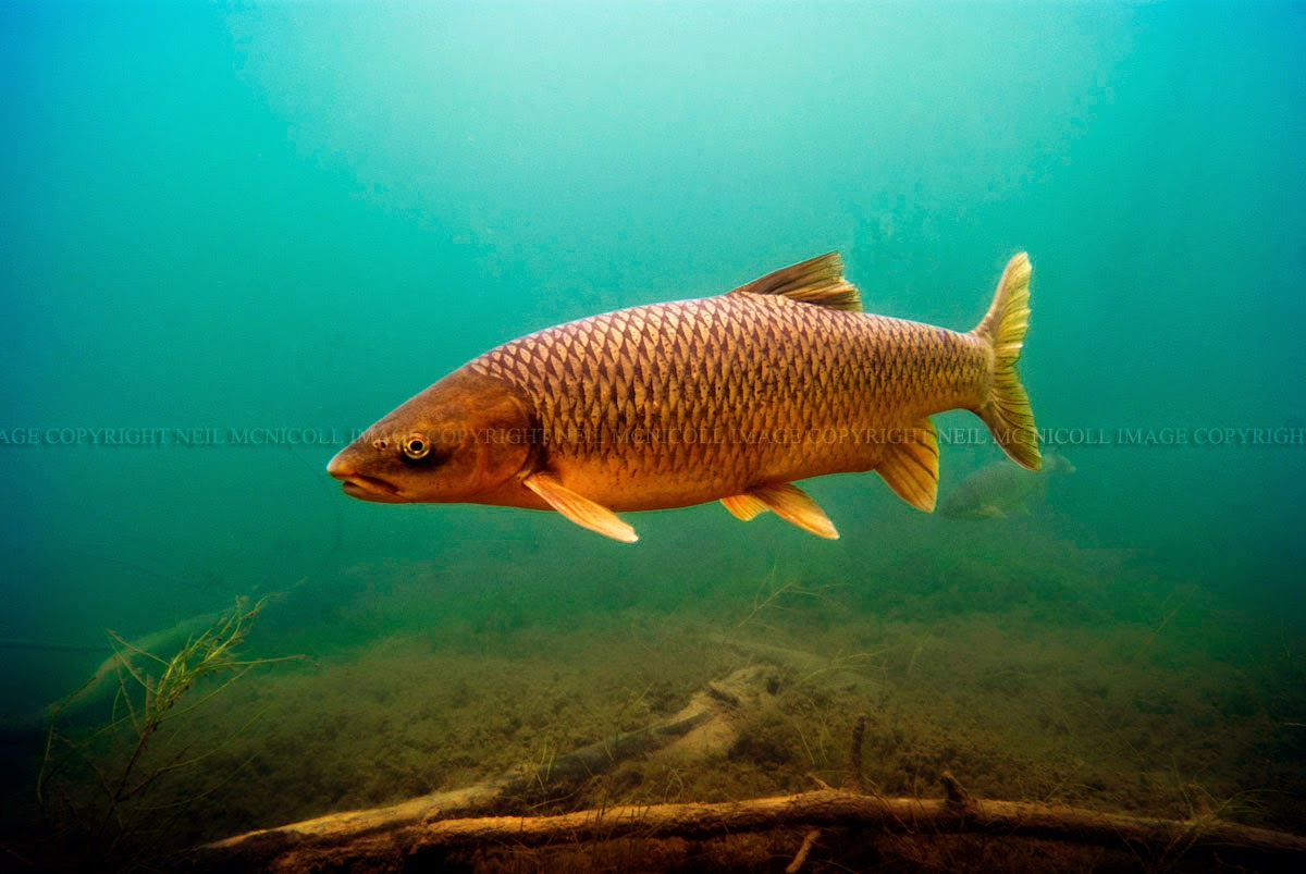 Freshwater Fish Photographs: Yellowfish