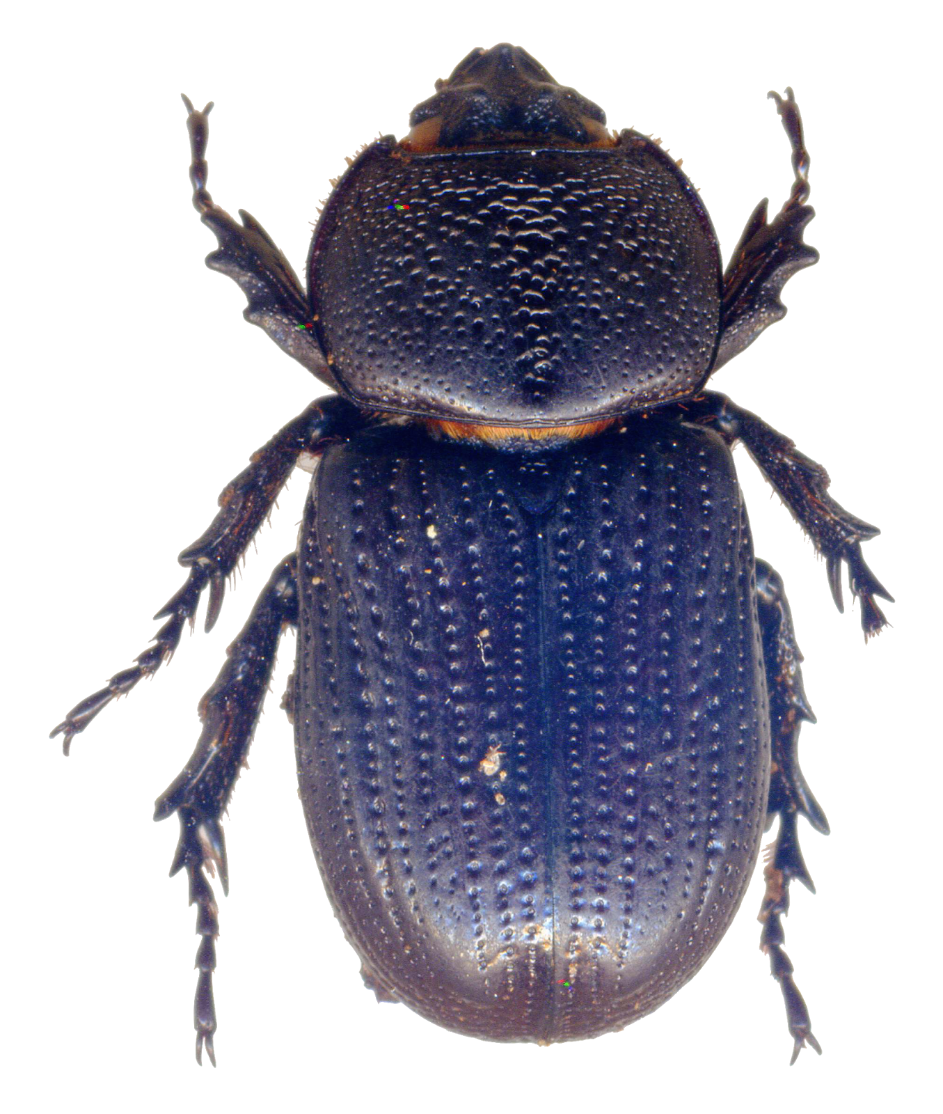 虫頭: コカブト（Hemiphileurus illatus）Rhinoceros Beetle