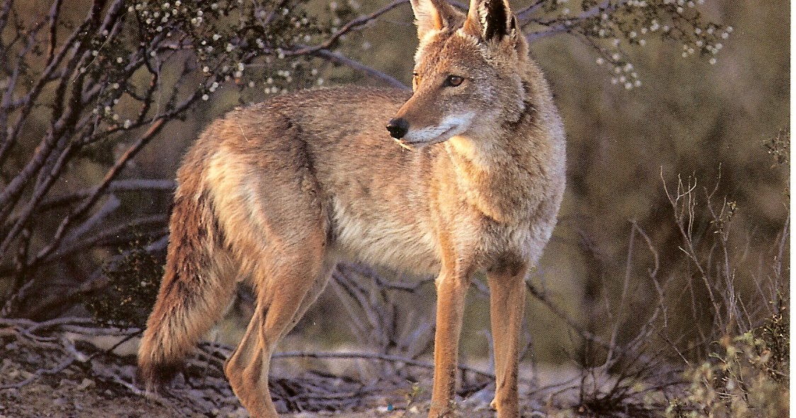 Coyote