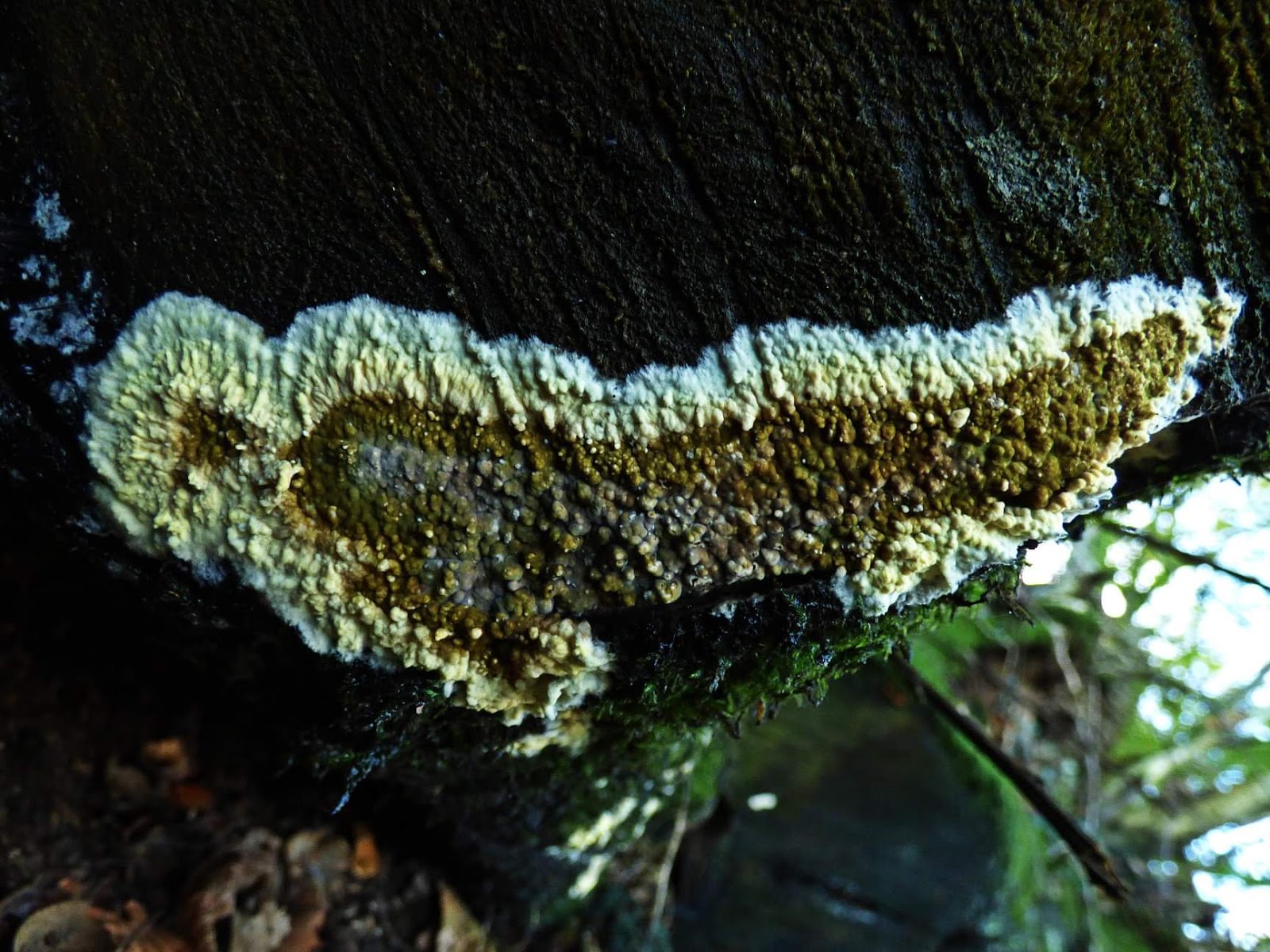 Setas y Hongos de Tineo : CONIOPHORA PUTEANA (Schumach.) P. Karst.