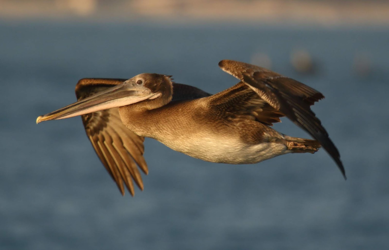 Brown Pelicans photographed in golden light - Greg in San Diego