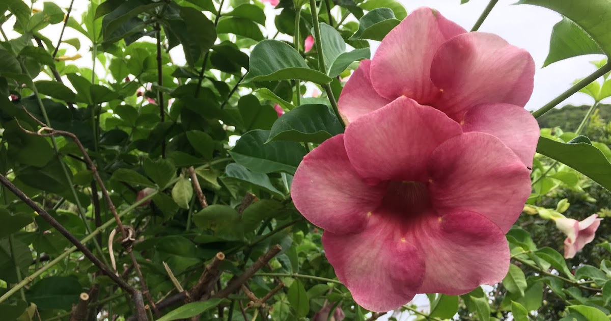 Allamanda blanchettii (Purple Allamanda)