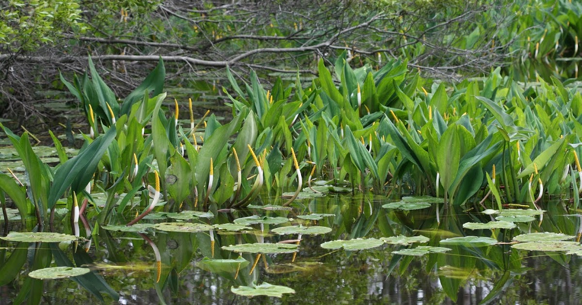 Native Florida Wildflowers: Golden Club - Orontium aquaticum
