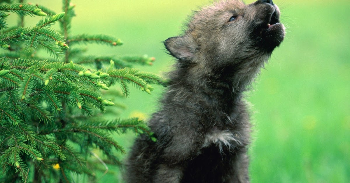 El fil d'Ariadna (II): El meu relat, Instint, EnVeuAlta