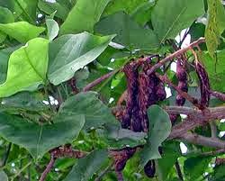 Herbal plants of Sri Lanka: Erabadu-Erythrina variegeta