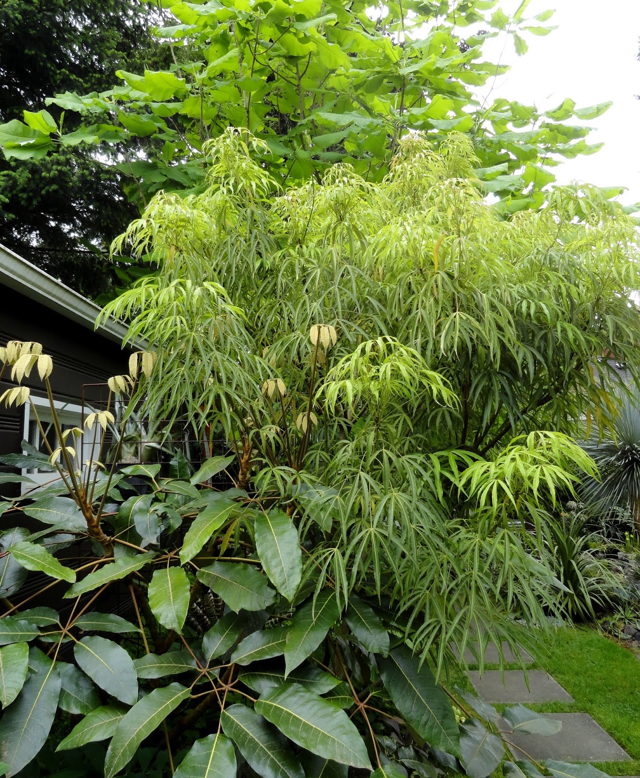 danger garden: In appreciation: Metapanax delavayi