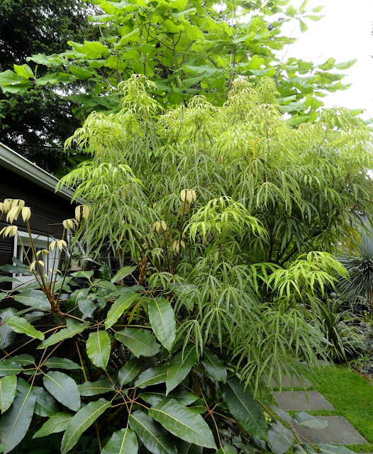 danger garden: In appreciation: Metapanax delavayi
