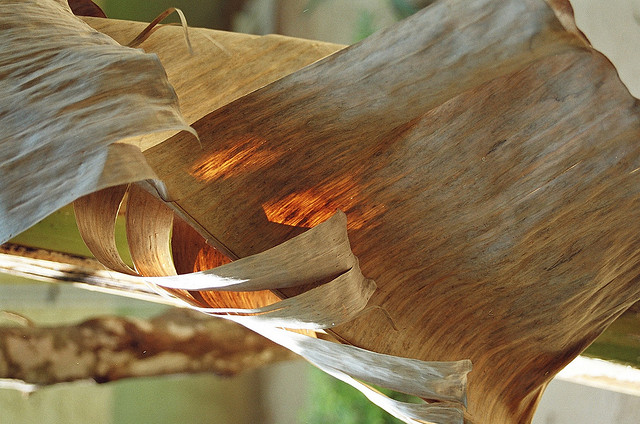 Sarok sa Consolacion!