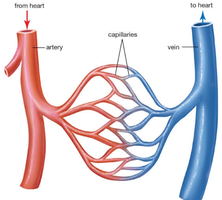 Blood circulatory system (Blood vascular system )