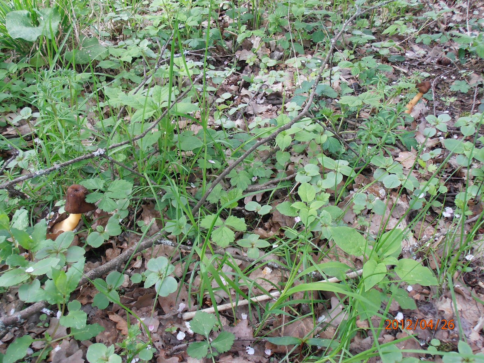 Terra Morchellarum: Interesting outings regarding fungi : bell morels ...