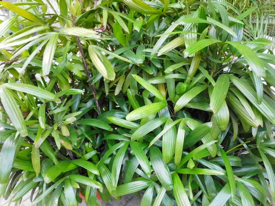 Palem Bambu (Chamaedorea seifrizii)