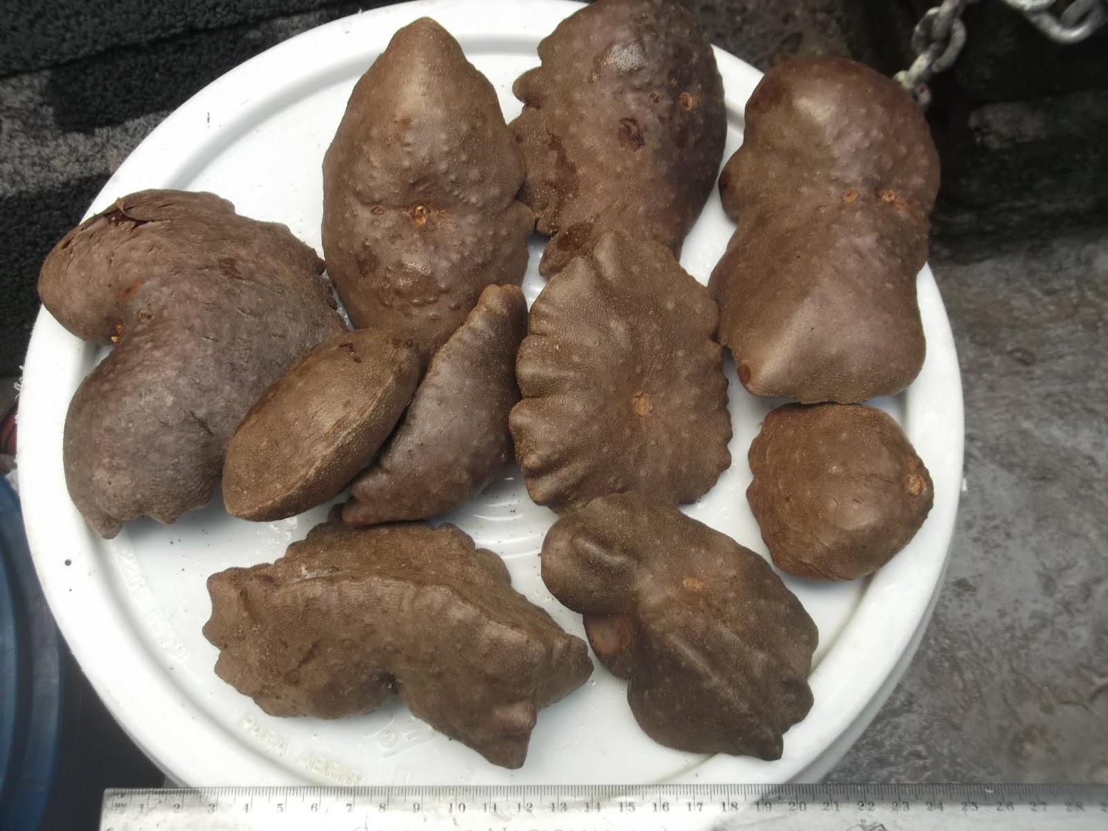 CULTIVOS SUBUTILIZADOS EN PANAMÁ: PAPA DE AIRE