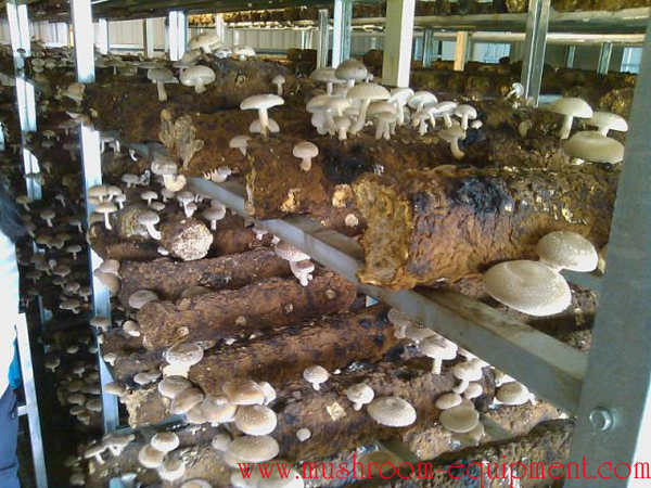 mushroom equipment,mushroom equipment,growing mushrooms indoors