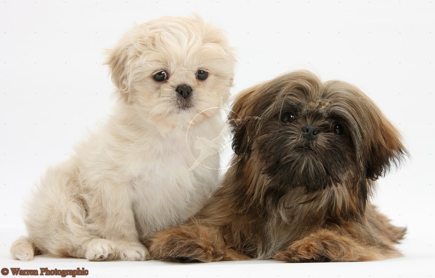 Cute Puppy Dogs: brown shih tzu puppies