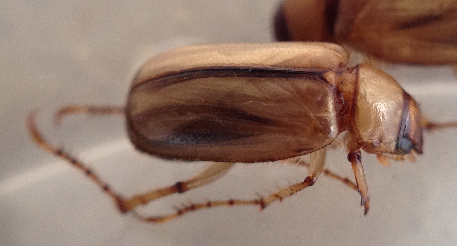 虫頭: コフキコガネ（Coenonycha testacea）Junebug