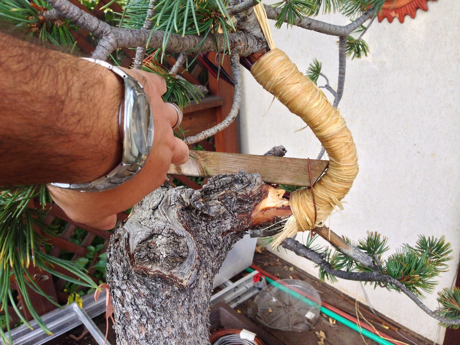 Branch Work: Branch and trunk bending techniques