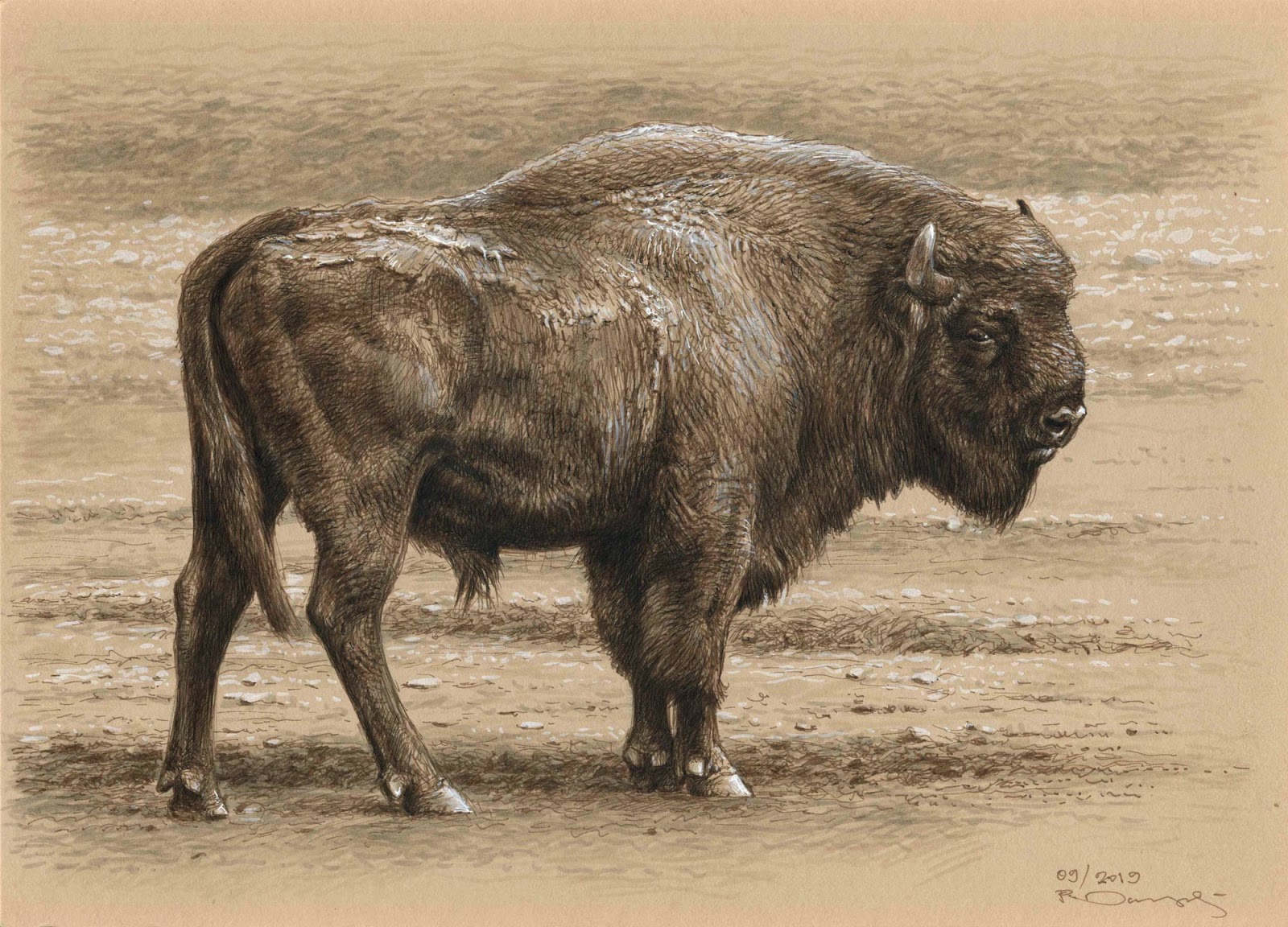Europen bison study