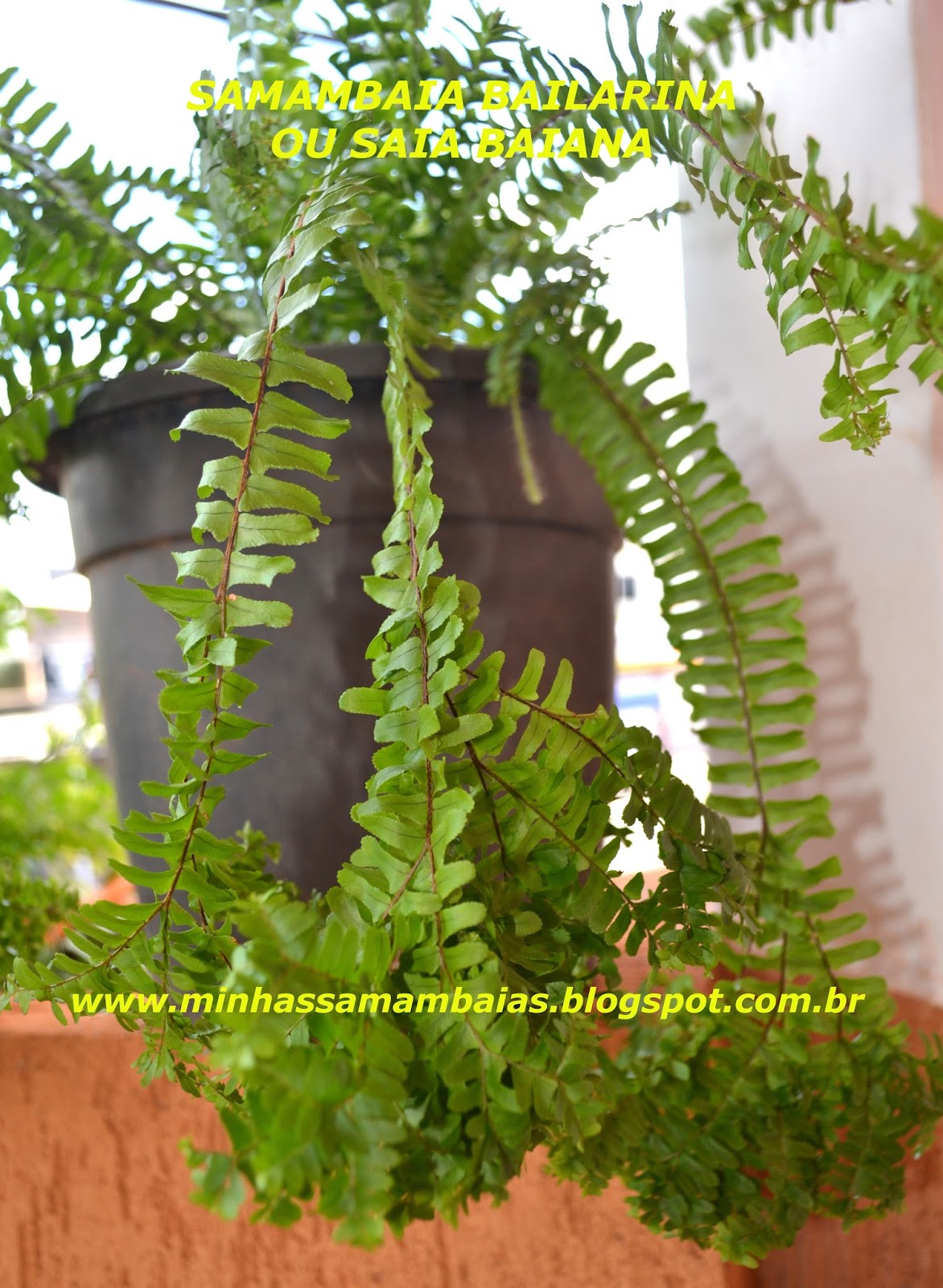 Minhas Samambaias: Samamabaia Bailarina ou Saia Baiana