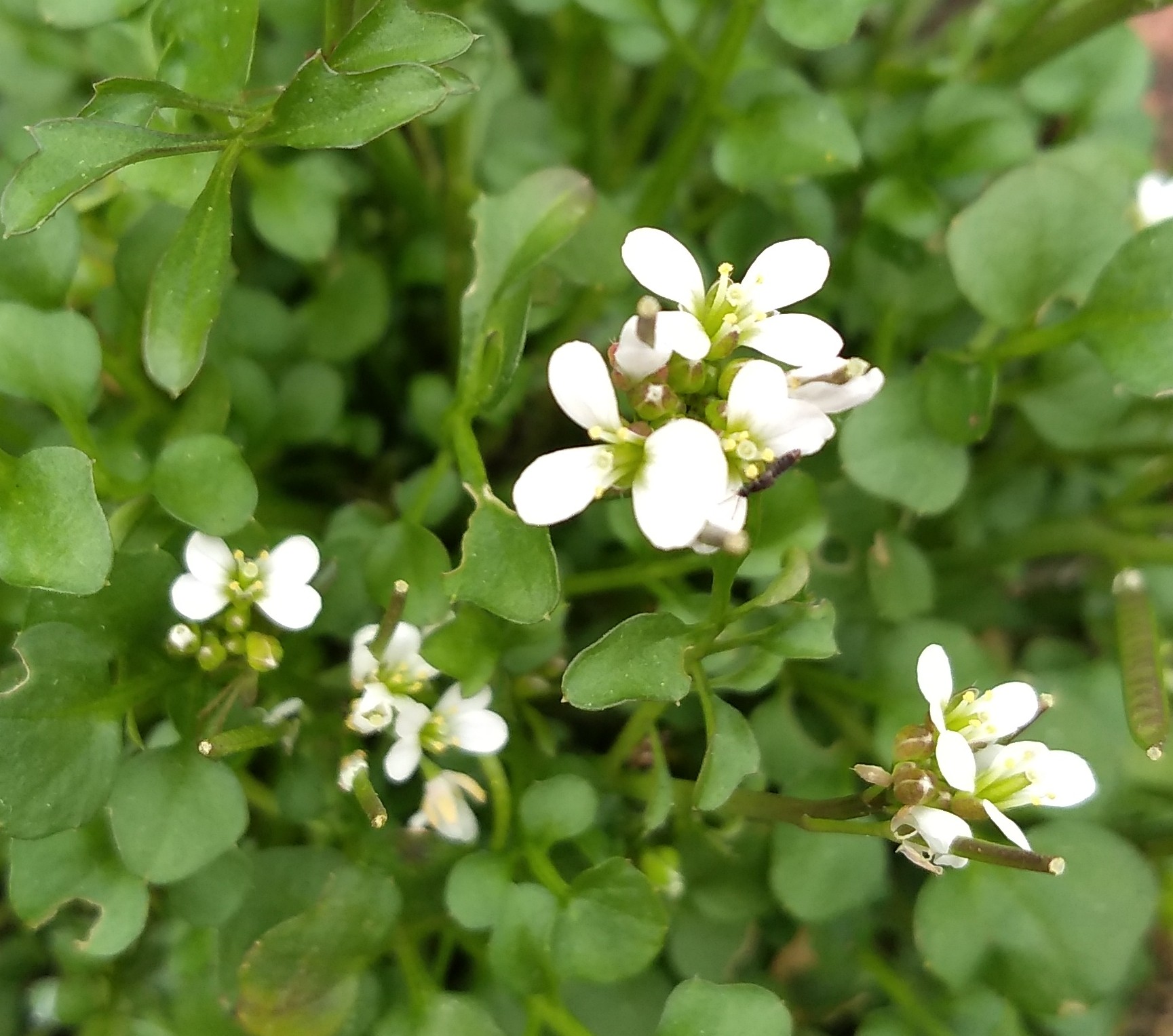Michael Peverett: Hairy Bittercress ( Cardamine hirsuta )