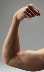 Pengertian Sendi beserta Contoh Sendi Engsel, Putar, Peluru, Geser, dan ...