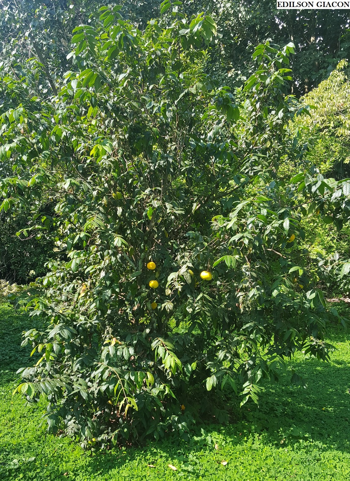 Viveiro Ciprest - Plantas Nativas e Exóticas: Araçá Boi ou Fruta ...