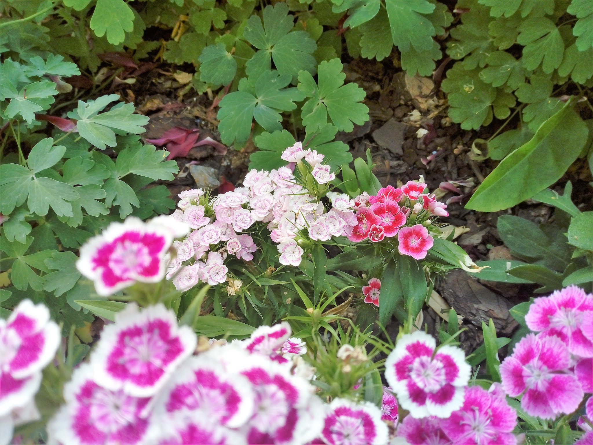 Clavel del poeta (Dianthus barbatus L.).