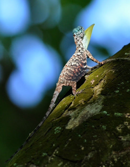 Real Monstrosities: Flying Dragon