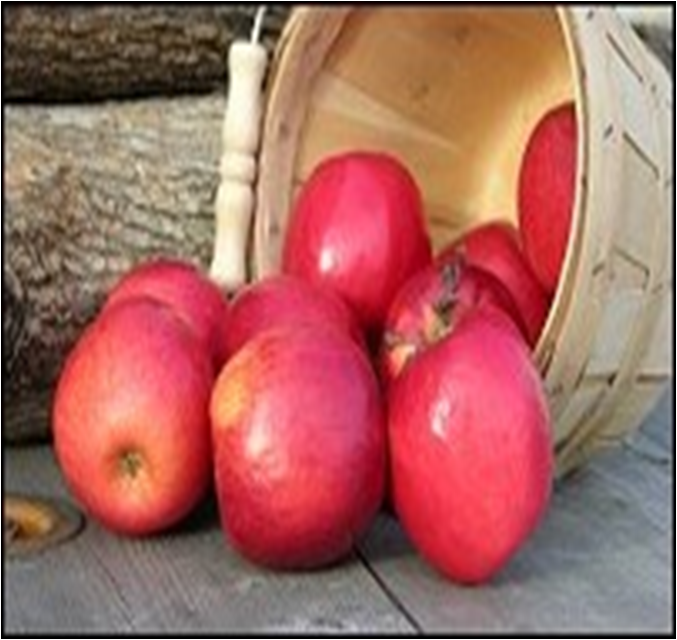 Apple cultivation - General Agriculture