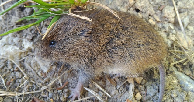 Macizo de Gorbeia: Topillo de los Pirineos