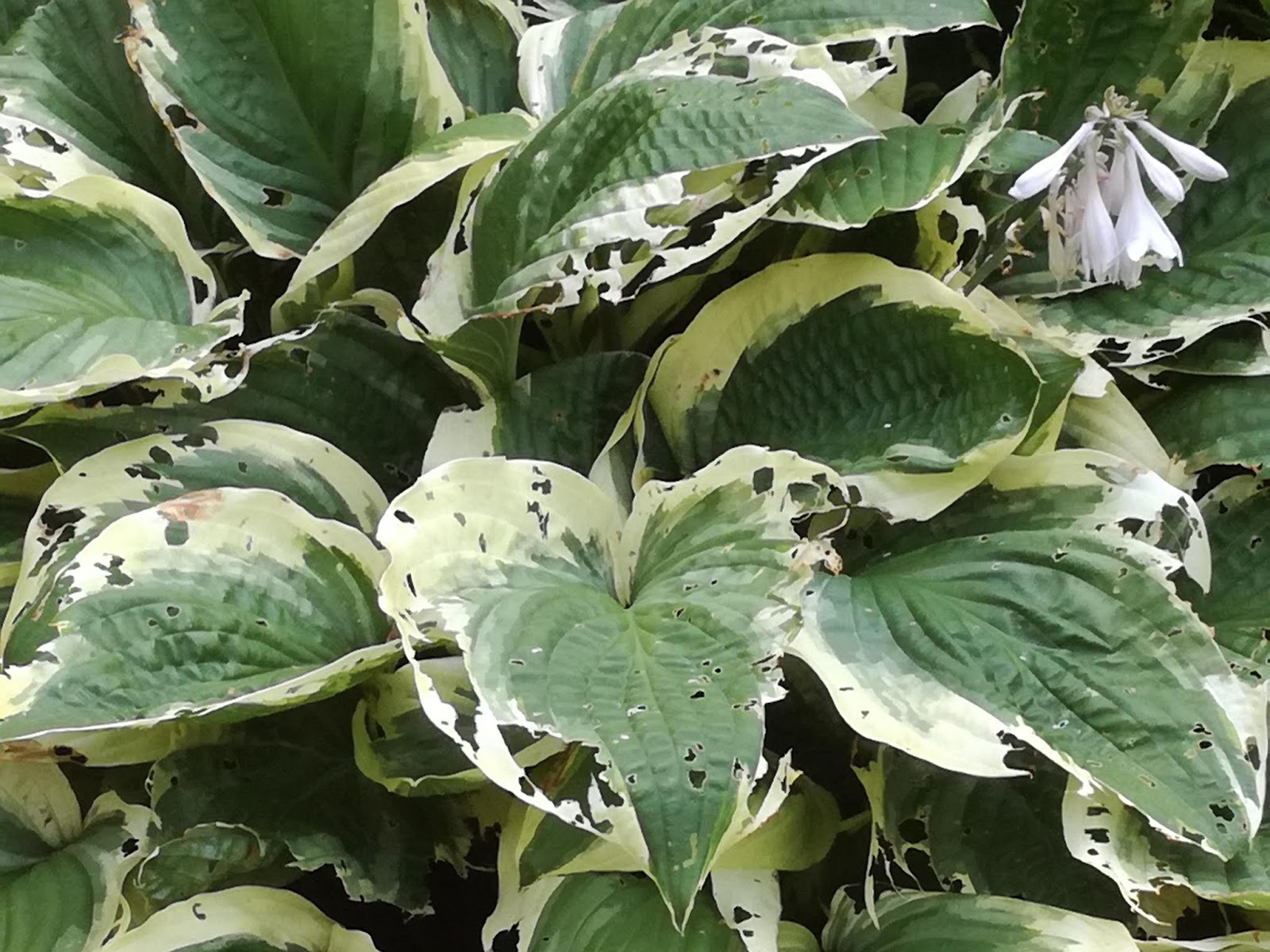 Ogród Tamaryszka: HOSTY - ROŚLINY DO CIENIA