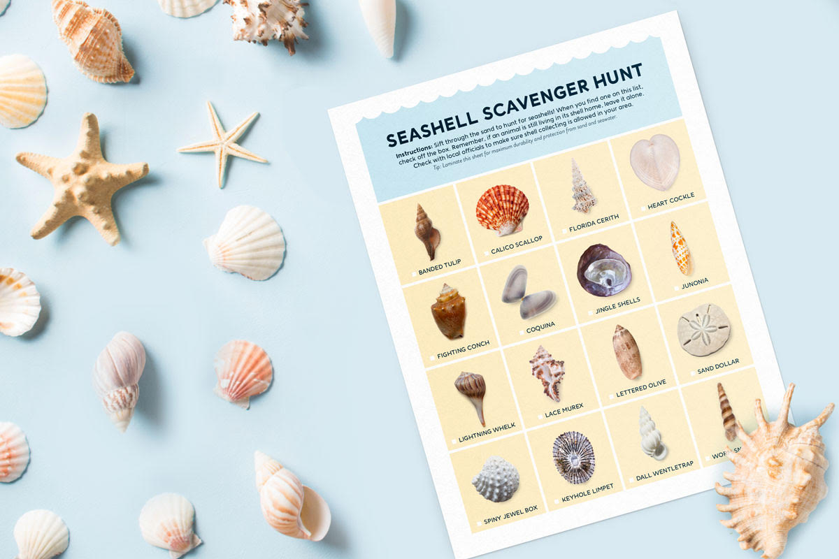 seashell scavenger hunt and identification flashcards: a stay-at-home ...