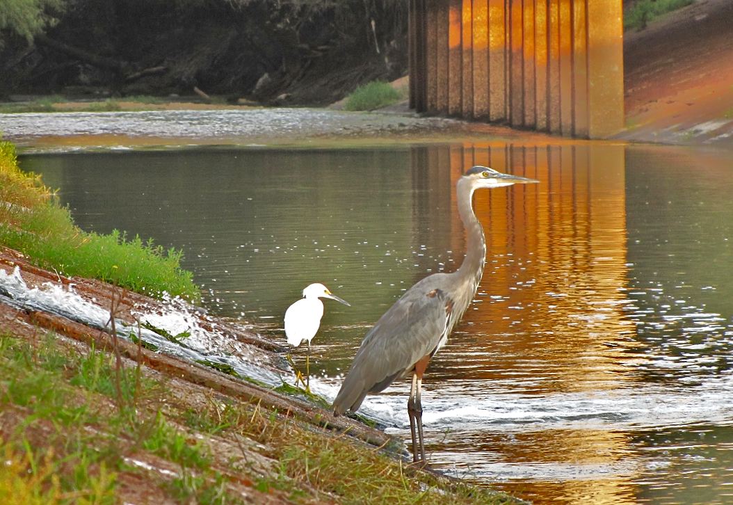 H-Town-West Photo Blog: Suburban Bird Watching - Buffalo Bayou at ...