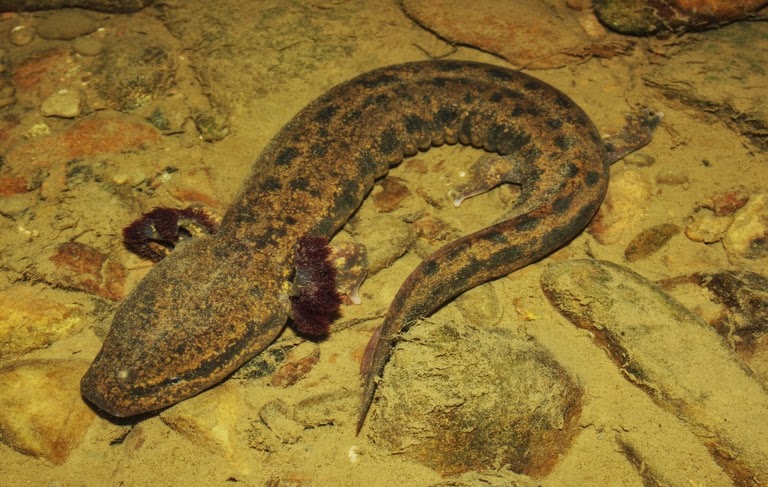 Necturo acuático (Necturus maculosus)